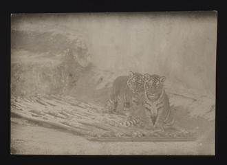 A photographic print of Tigers | Science Museum Group Collection