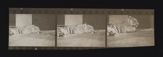 A photographic print of Tigers | Science Museum Group Collection