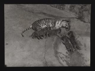 A photographic print of Tigers | Science Museum Group Collection