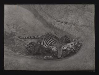 A photographic print of Tigers | Science Museum Group Collection