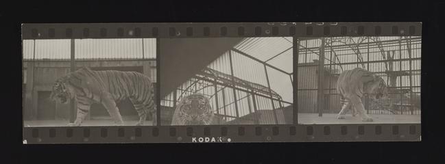 A photographic print of Tigers | Science Museum Group Collection