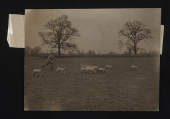 A photographic print of Sheep, Lambs Only | Science Museum Group Collection