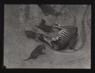 A photographic print of Tigers | Science Museum Group Collection