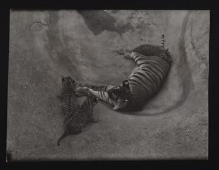 A photographic print of Tigers | Science Museum Group Collection
