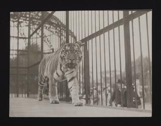 A photographic print of Tigers | Science Museum Group Collection