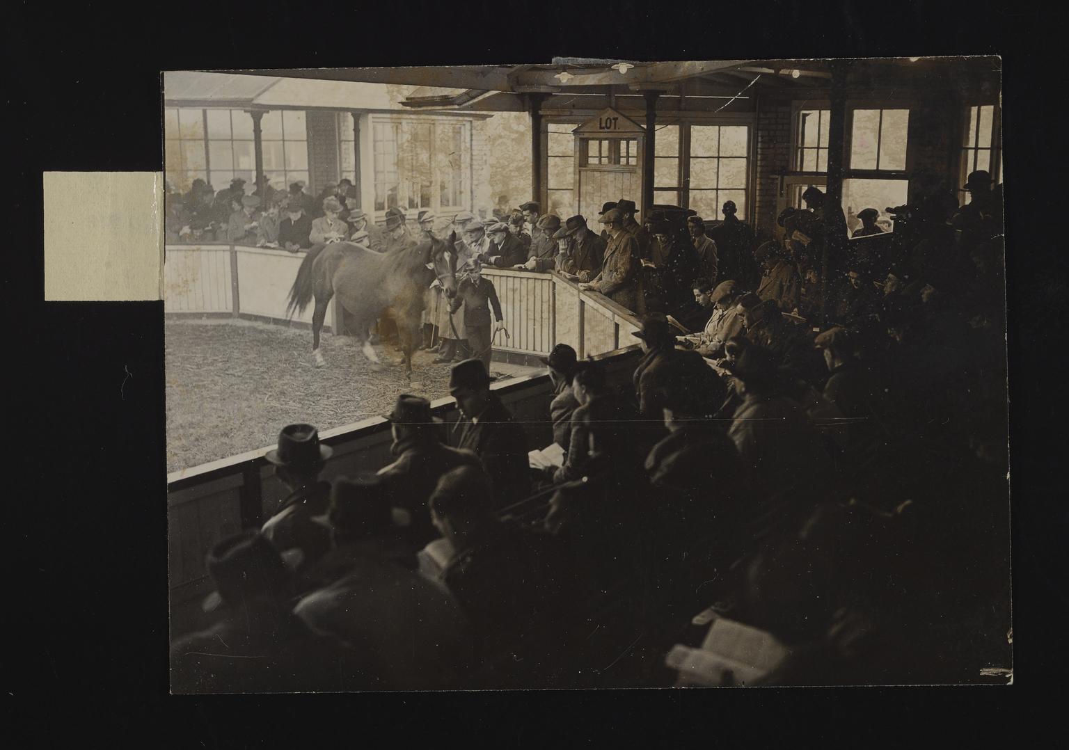 A photographic print of Sports, Racing, Racehorse Sales | Science ...