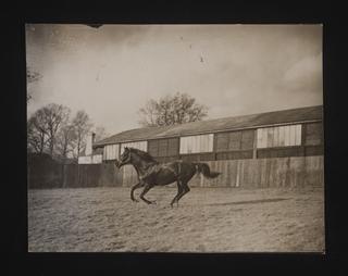A photographic print of Sports, Racing, Racehorses E-H | Science Museum ...
