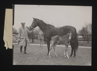 A photographic print of Sports, Racing, Racehorses | Science Museum ...
