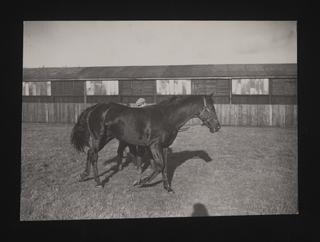 A photographic print of Sports, Racing, Racehorses E-H | Science Museum ...