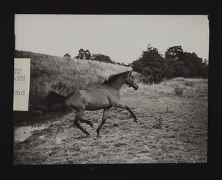 A photographic print of Sports, Racing, Racehorses - General | Science ...