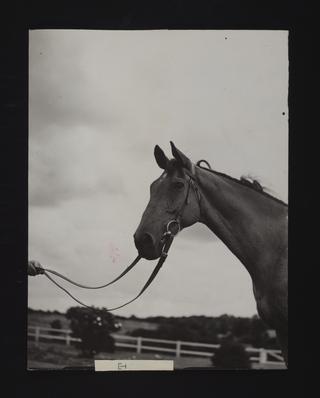 A photographic print of Sports, Racing, Racehorses - General | Science ...