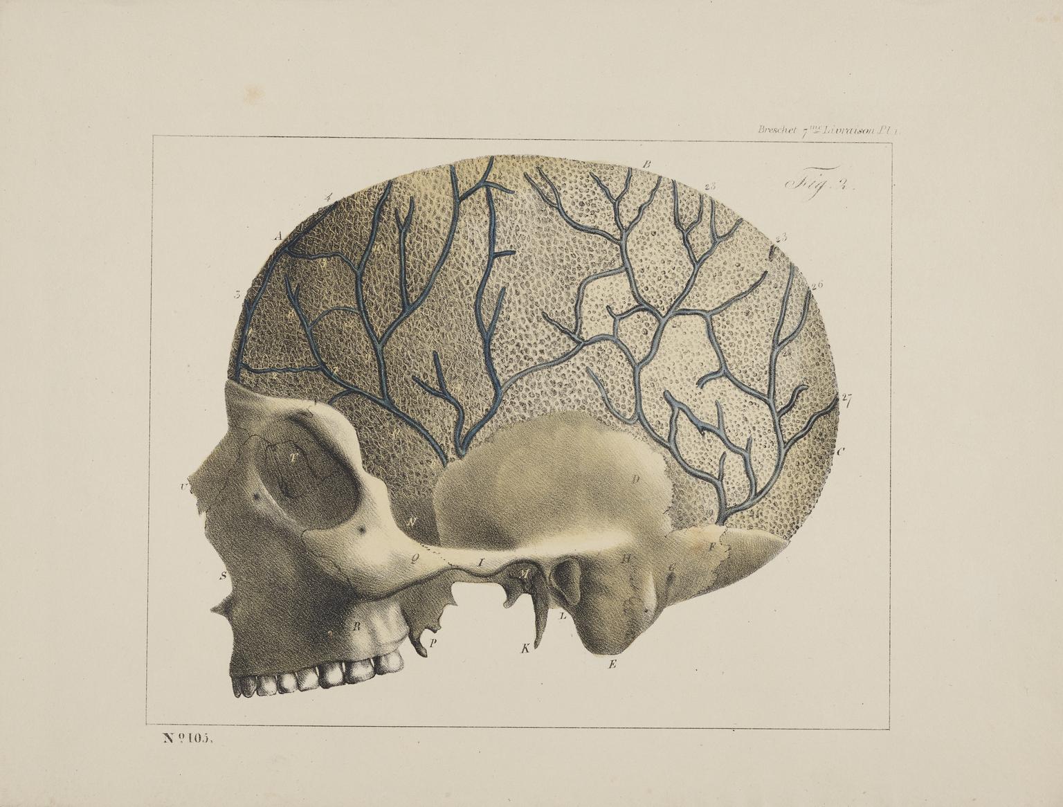 14 Anatomical prints and 4 ‘Explanation of the Plate’ pages | Science ...