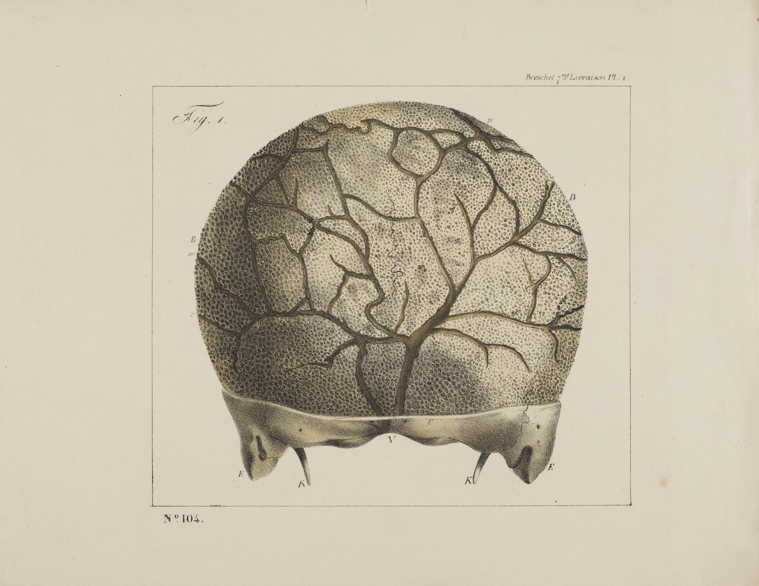 14 Anatomical prints and 4 ‘Explanation of the Plate’ pages | Science ...