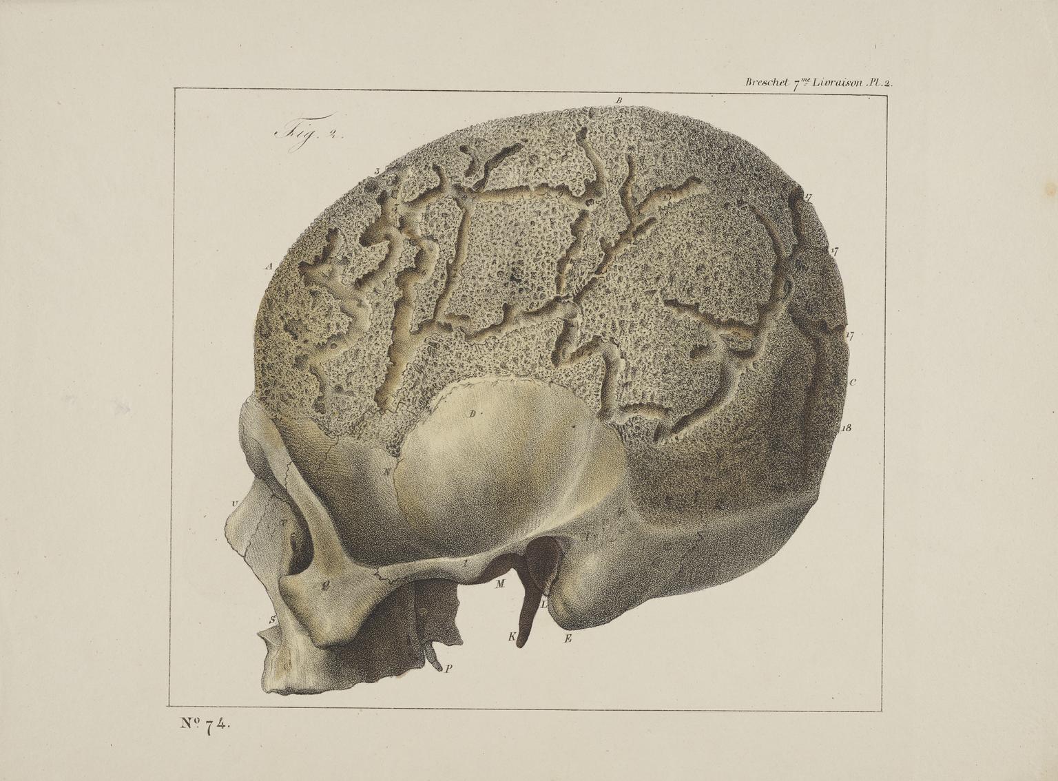14 Anatomical prints and 4 ‘Explanation of the Plate’ pages | Science ...