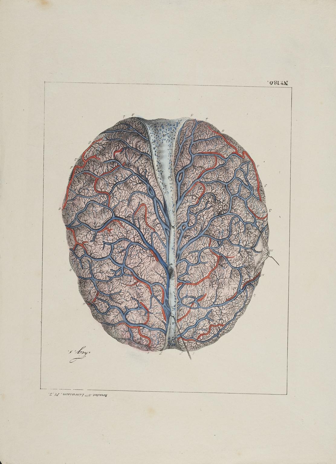 14 Anatomical prints and 4 ‘Explanation of the Plate’ pages | Science ...