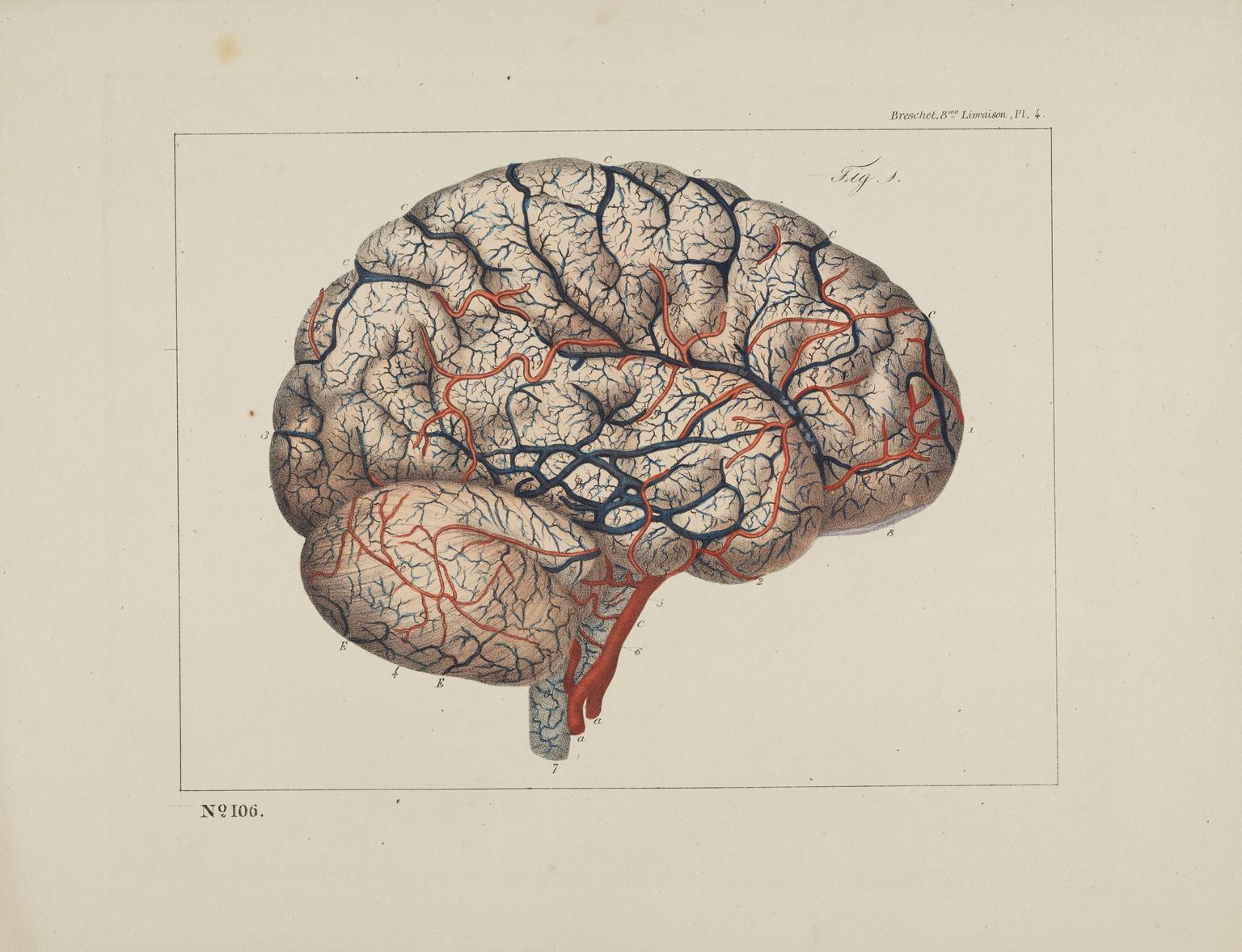 14 Anatomical prints and 4 ‘Explanation of the Plate’ pages | Science ...