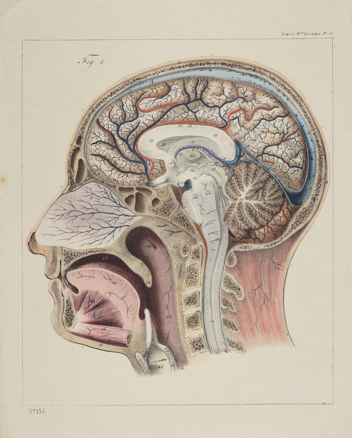 14 Anatomical prints and 4 ‘Explanation of the Plate’ pages | Science ...