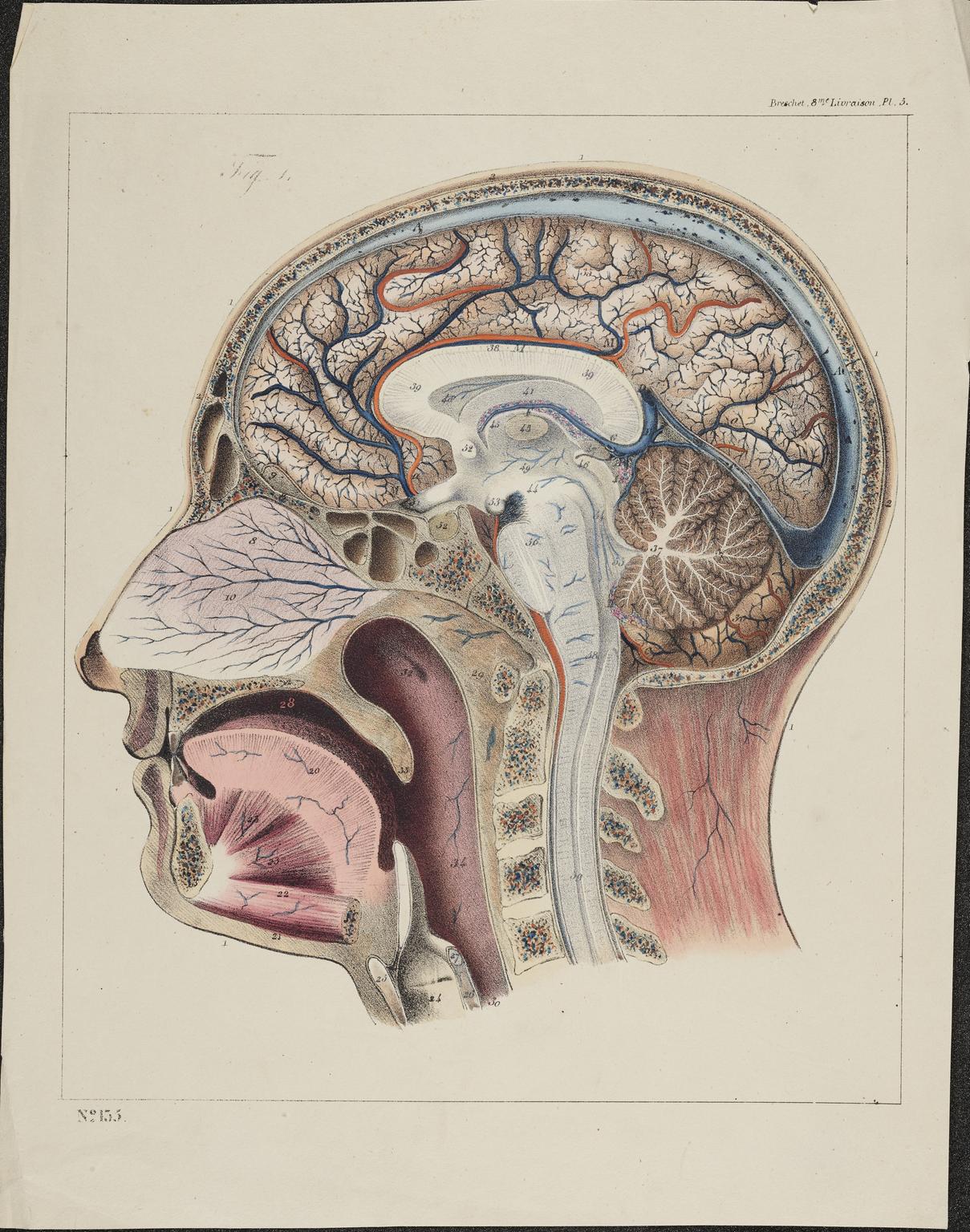 14 Anatomical prints and 4 ‘Explanation of the Plate’ pages | Science ...
