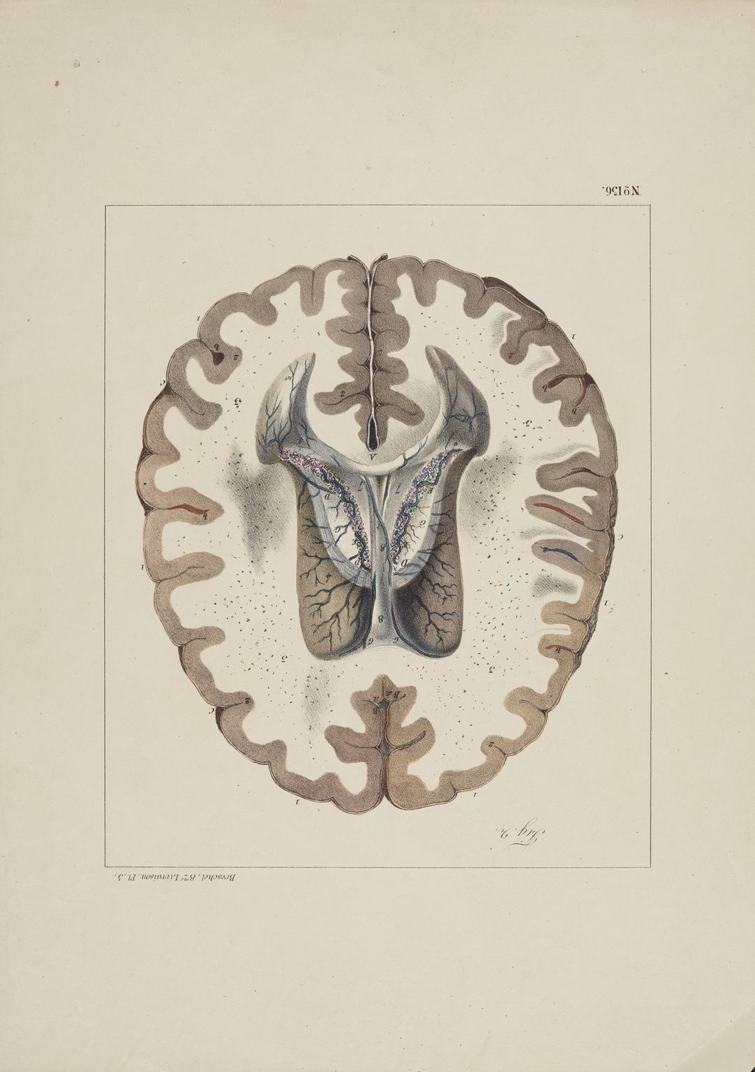 14 Anatomical prints and 4 ‘Explanation of the Plate’ pages | Science ...