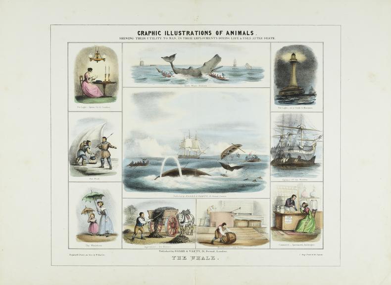 Graphic Illustrations of Animals | Science Museum Group Collection