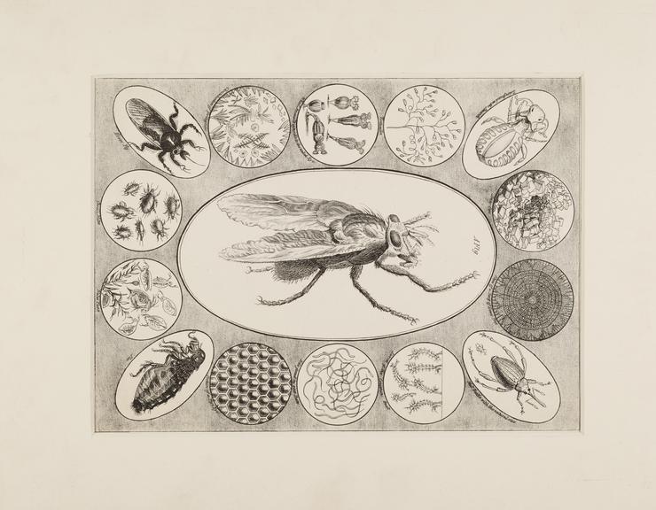 Lithograph: Microscopic Objects | Science Museum Group Collection