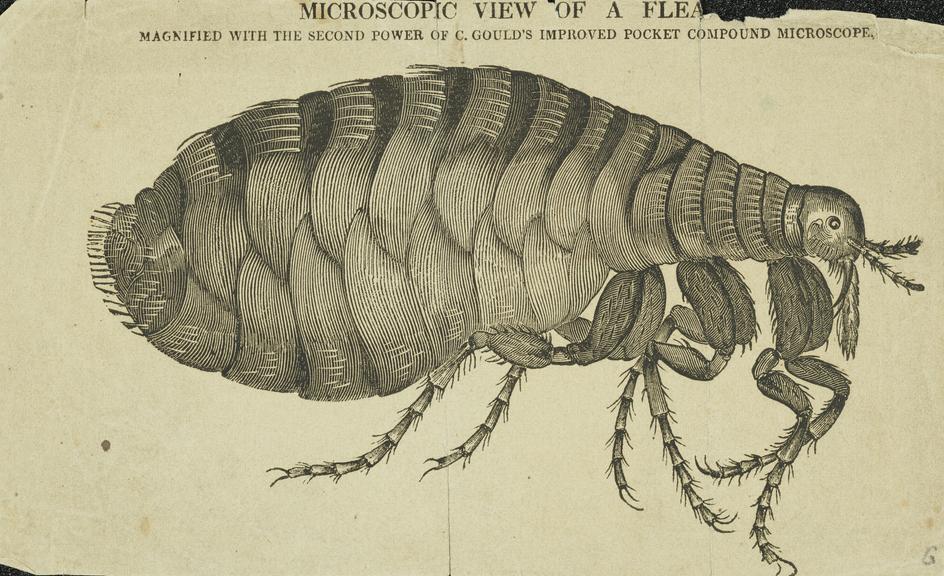 Microscopic View of a Flea | Science Museum Group Collection