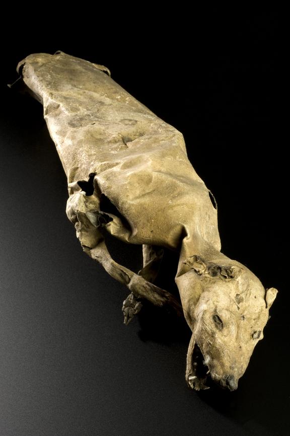 Skin of a jackal used as a medicine man's bag or puppet, Uganda, c ...