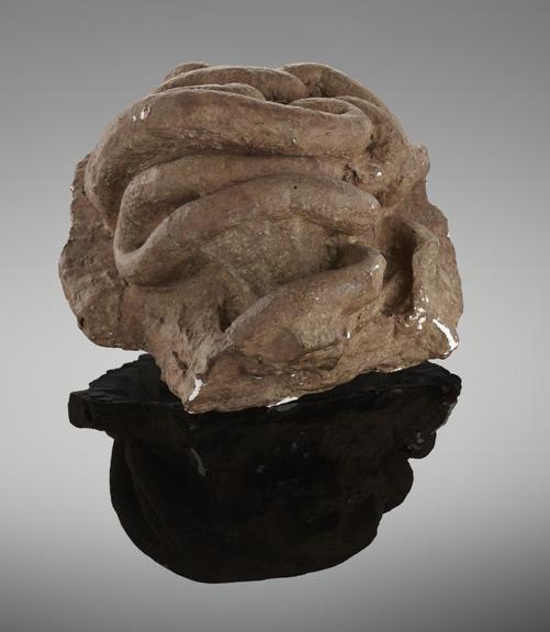 Cast of small intestine | Science Museum Group Collection