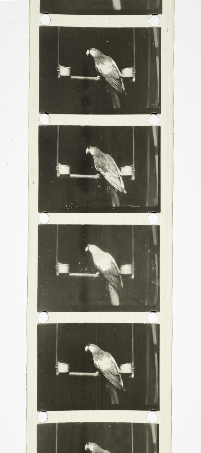 Sequential-frame three-colour process cine film: Scarlet Macaw ...