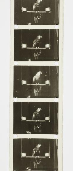 Sequential-frame three-colour process cine film: Scarlet Macaw ...