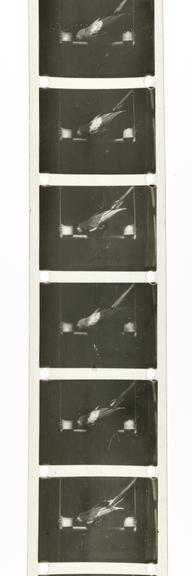 Sequential-frame three-colour process cine film: Scarlet Macaw ...
