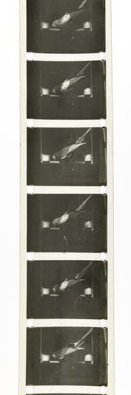 Sequential-frame three-colour process cine film: Scarlet Macaw ...
