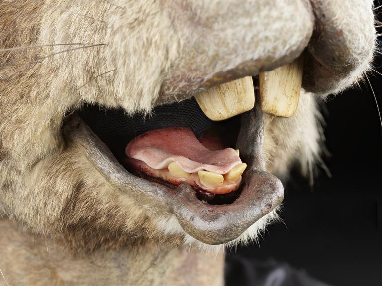 Animatronic head of the March Hare from 'Alice in Wonderland' | Science ...