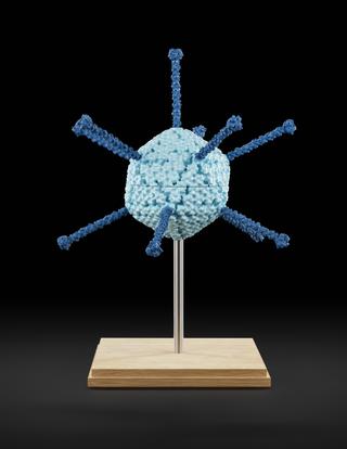 Adenovirus particle model | Science Museum Group Collection