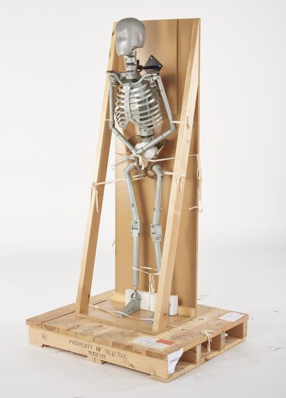 Crash test dummy, England, 1980 | Science Museum Group Collection