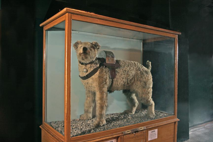 Railway Collecting Dog: "Laddie" | Science Museum Group Collection