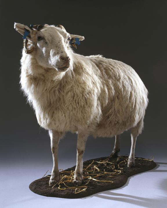 Tracy, a transgenic sheep | Science Museum Group Collection