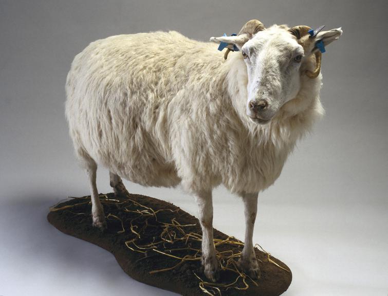Tracy, a transgenic sheep | Science Museum Group Collection