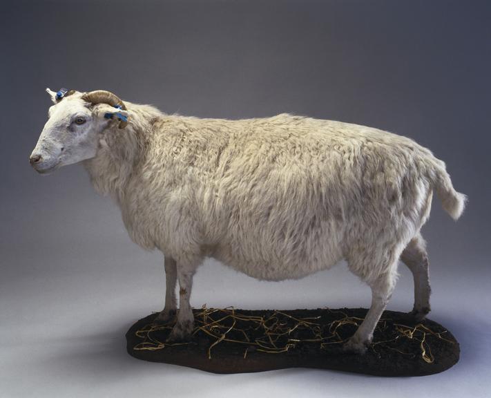 Tracy, a transgenic sheep | Science Museum Group Collection