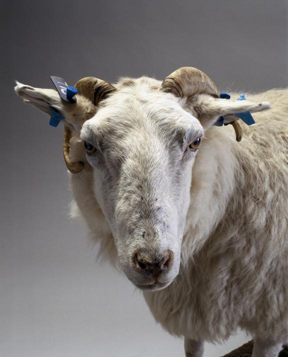 Tracy, a transgenic sheep | Science Museum Group Collection